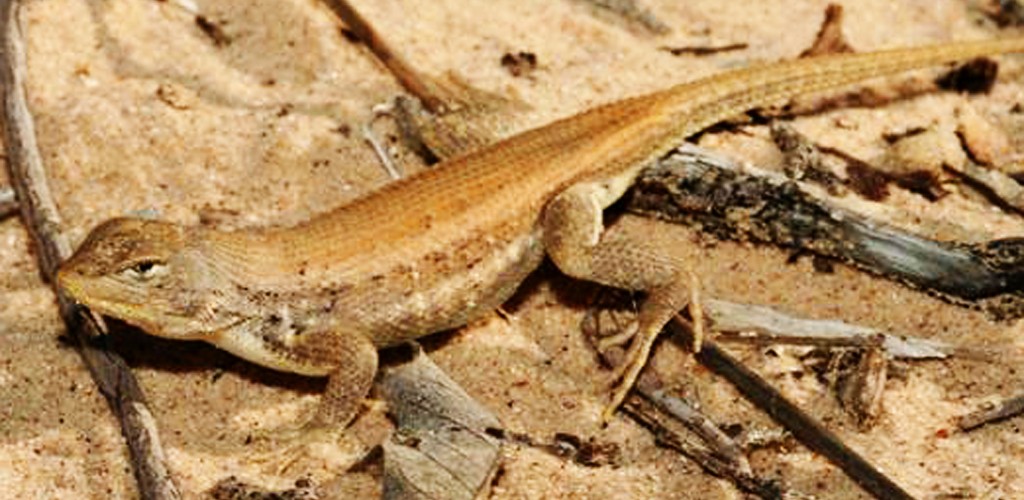 What Smart Sand Just Said About The Lizard Should Make Everyone Stop ...