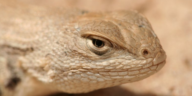 Where The Lizard Roams [Maps & New Data Downloads] – Infill Thinking